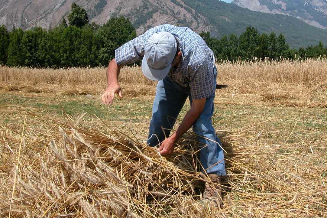 La coltivazione della segale oggi